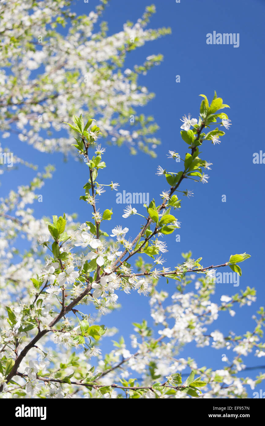 Flowering Plum Tree Stock Photo - Alamy