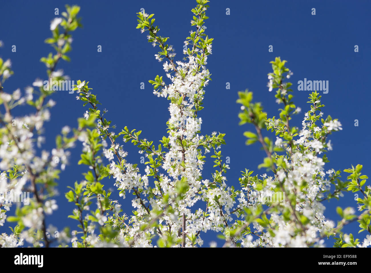 Flowering Plum Tree Stock Photo - Alamy