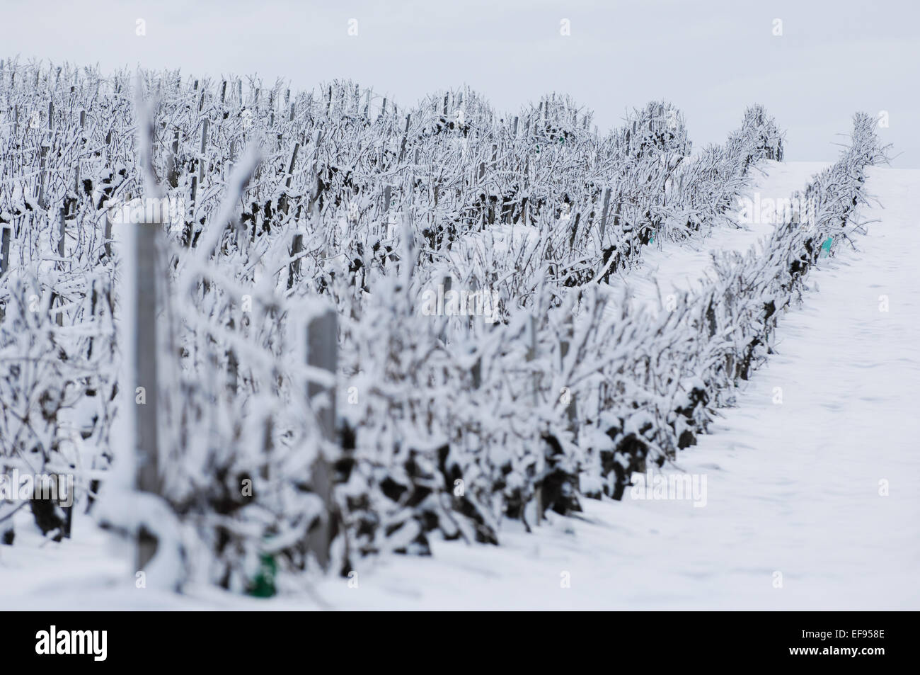 Snow covered vineyards-Bordeaux Vineyards Stock Photo - Alamy