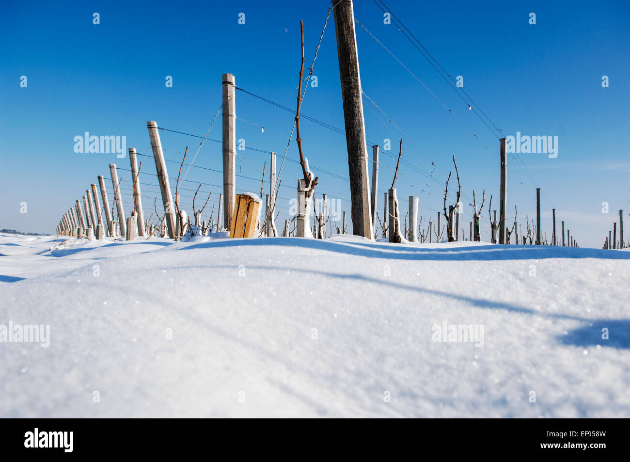 Snow covered vineyards-Bordeaux Vineyards Stock Photo - Alamy