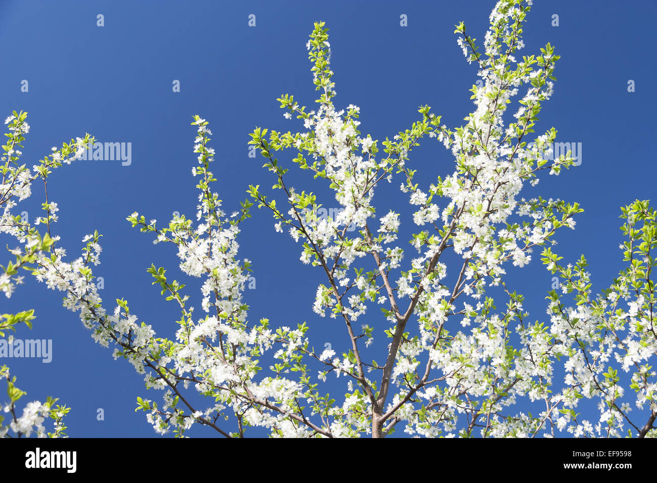 Flowering Plum Tree Stock Photo - Alamy