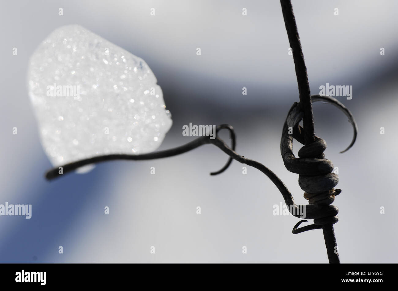 Snow covered vineyards-Bordeaux Vineyards Stock Photo - Alamy