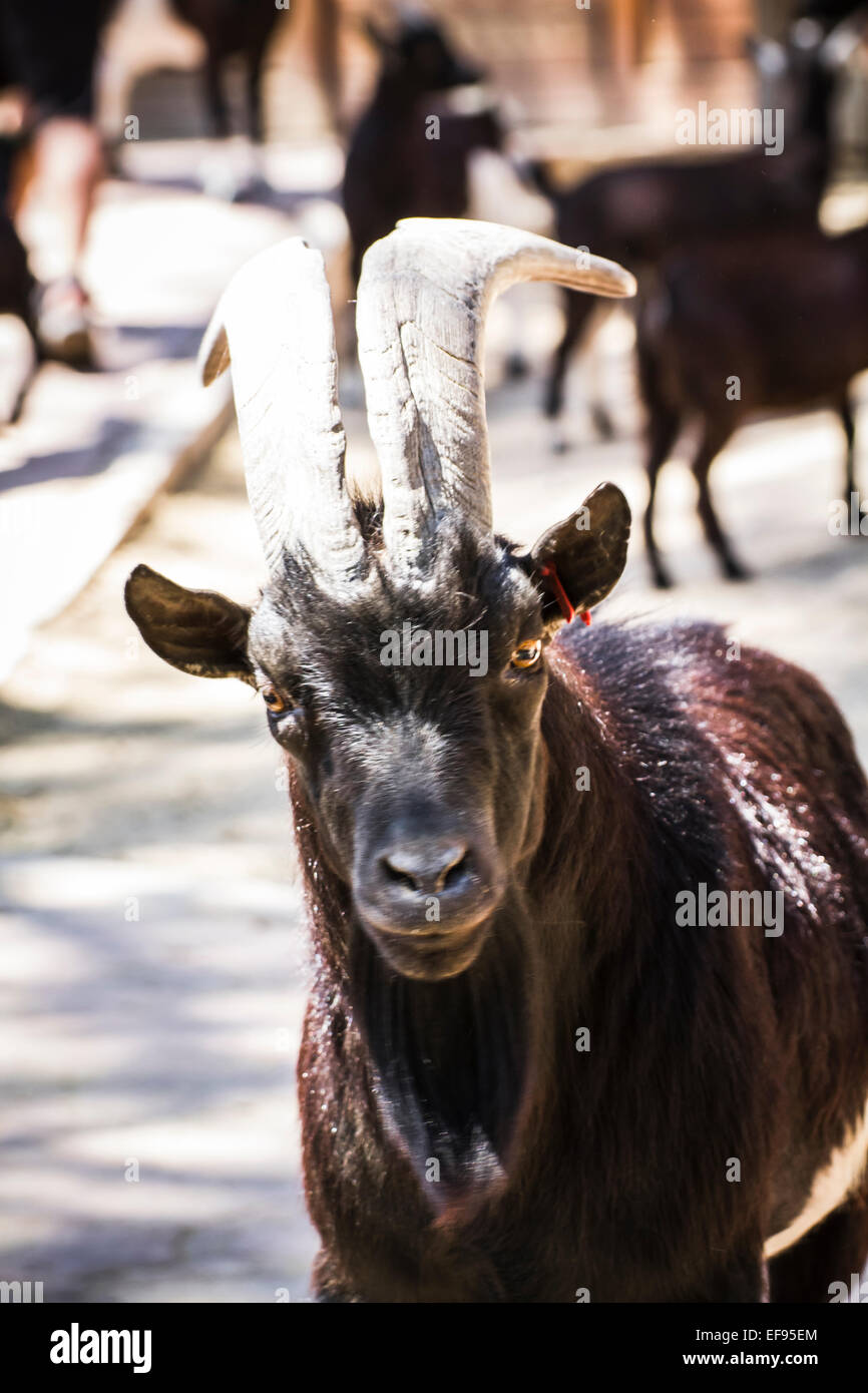 horned, goat with horns and thick fur Stock Photo - Alamy