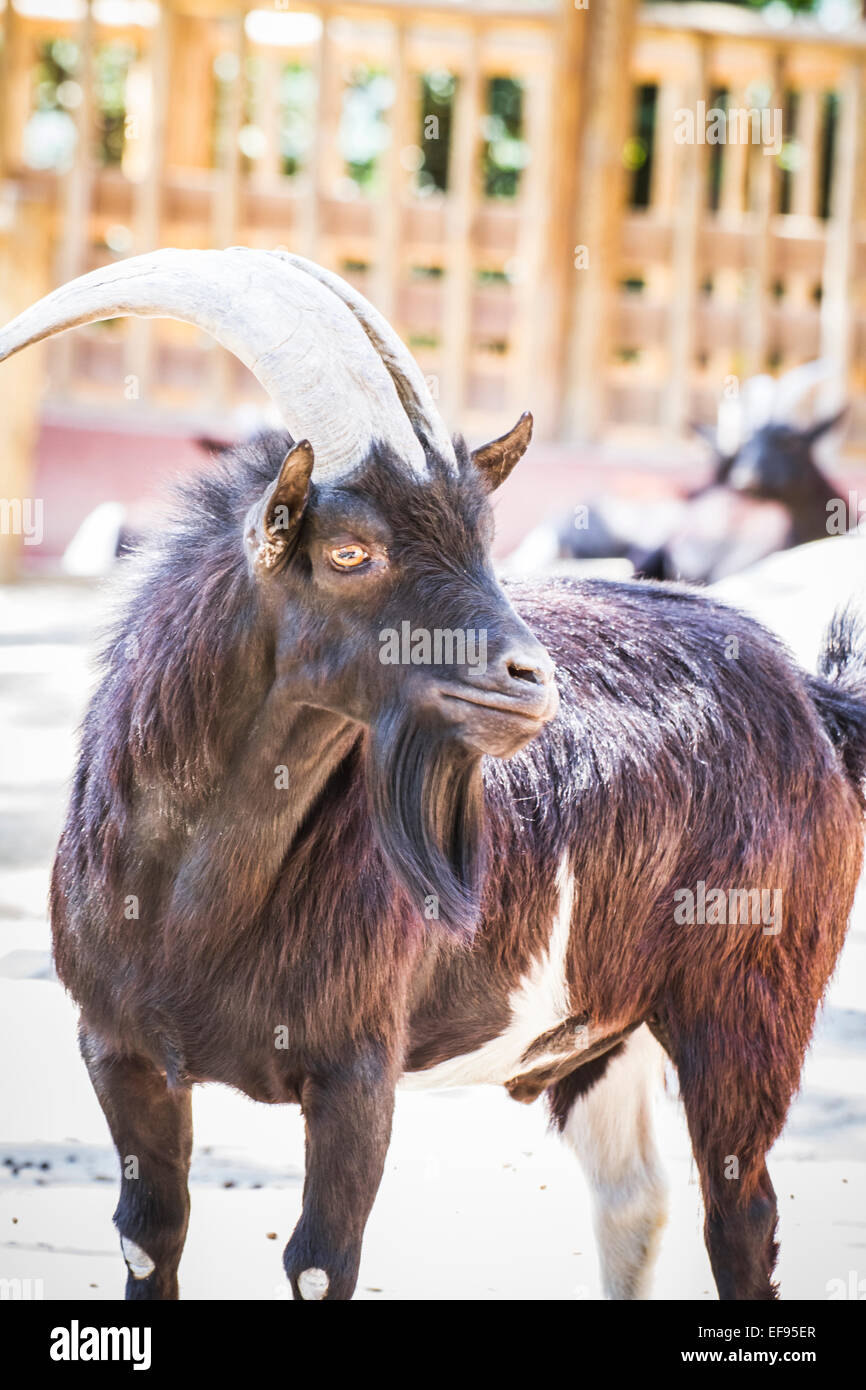 goat with horns and thick fur Stock Photo - Alamy