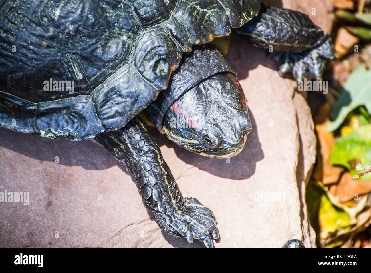 fauna, tortoise resting in the sun Stock Photo - Alamy