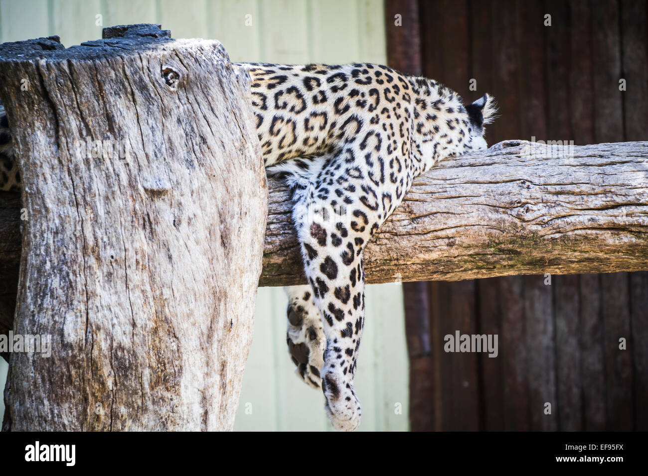 beautiful and powerful white leopard resting in the sun Stock Photo - Alamy