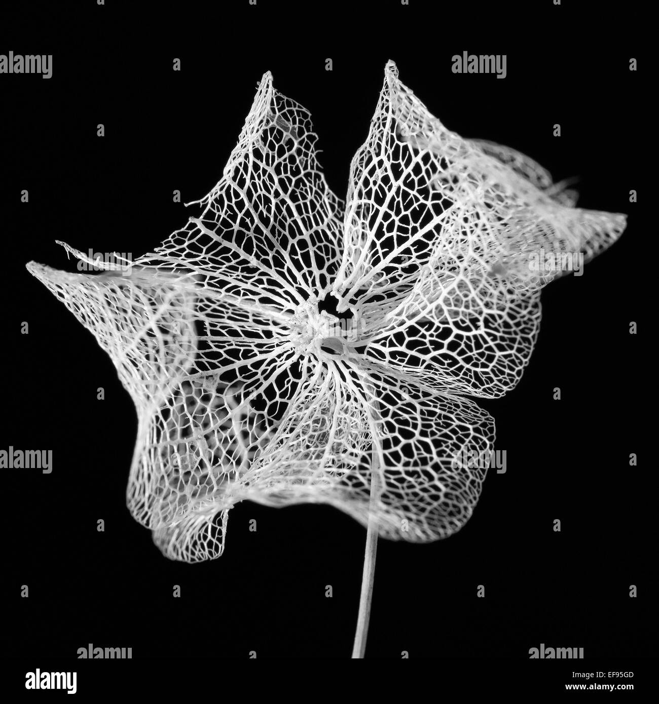 Skeletal white seed pod on black background in black and white Stock ...