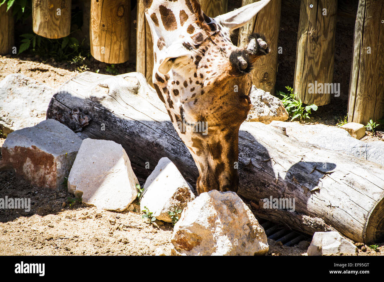 wildlife, beautiful giraffe in a zoo park Stock Photo - Alamy
