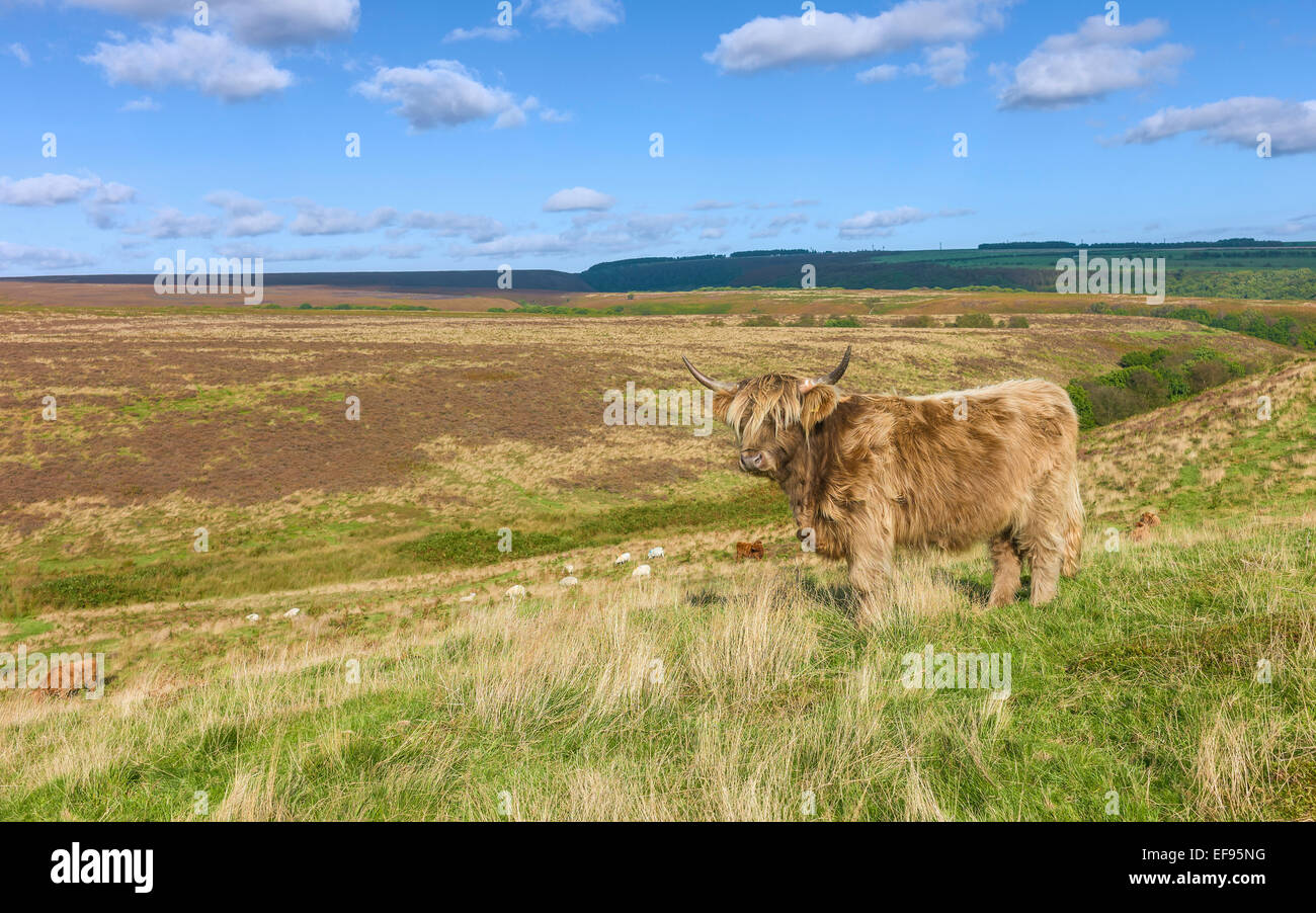 Grazing and the parkland trees hi-res stock photography and images - Alamy