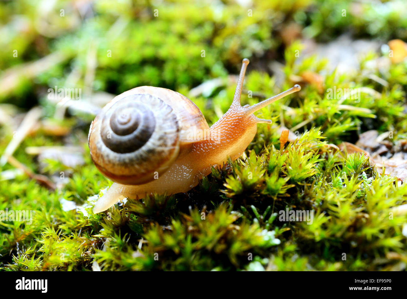 Small brown snail on a green leaf Stock Photo - Alamy