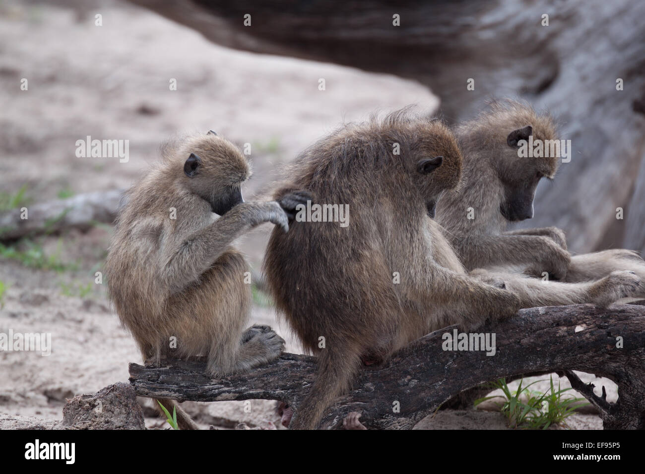 Baboons grooming each other Stock Photo - Alamy