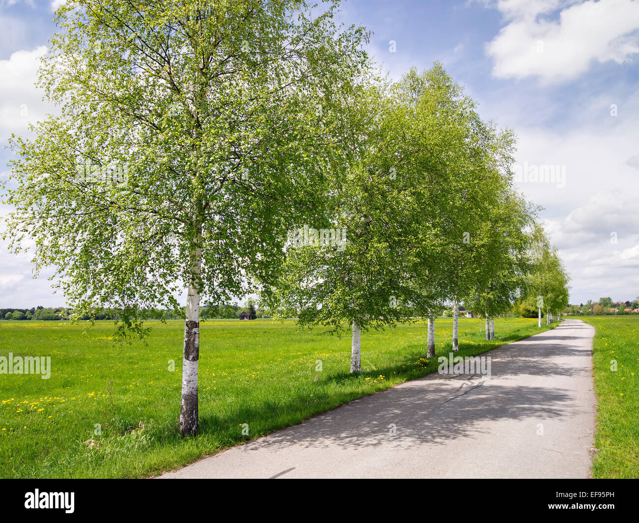 Birch avenue hi-res stock photography and images - Alamy