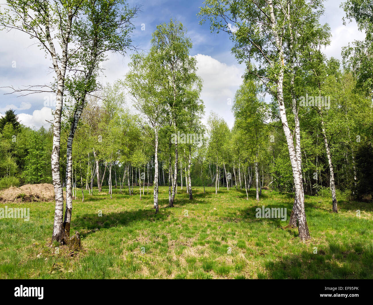 Image of a landscape with birch forest in Bavaria Stock Photo - Alamy