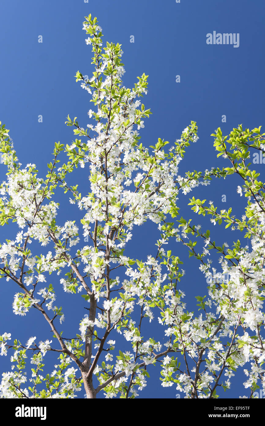 Flowering Plum Tree Stock Photo - Alamy