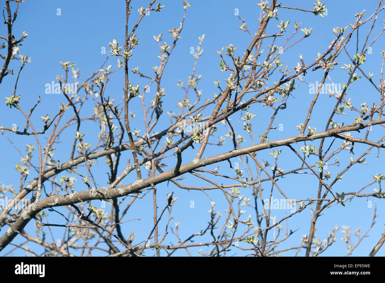 Flowering Apple Tree Stock Photo - Alamy Flowering Apple Tree Stock Photo - Alamy