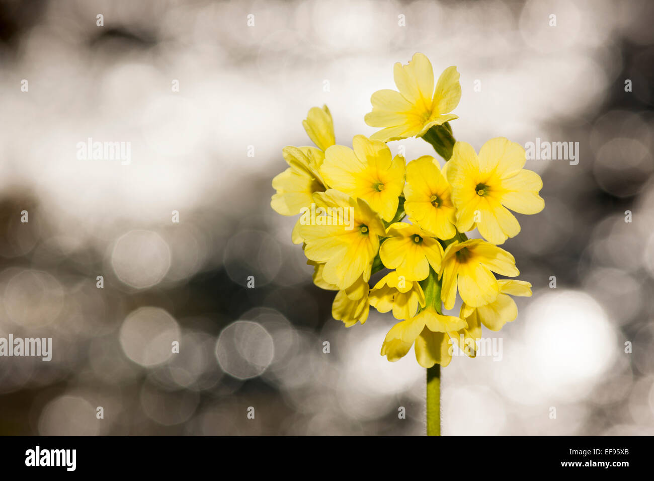 Common cowslip hi-res stock photography and images - Alamy