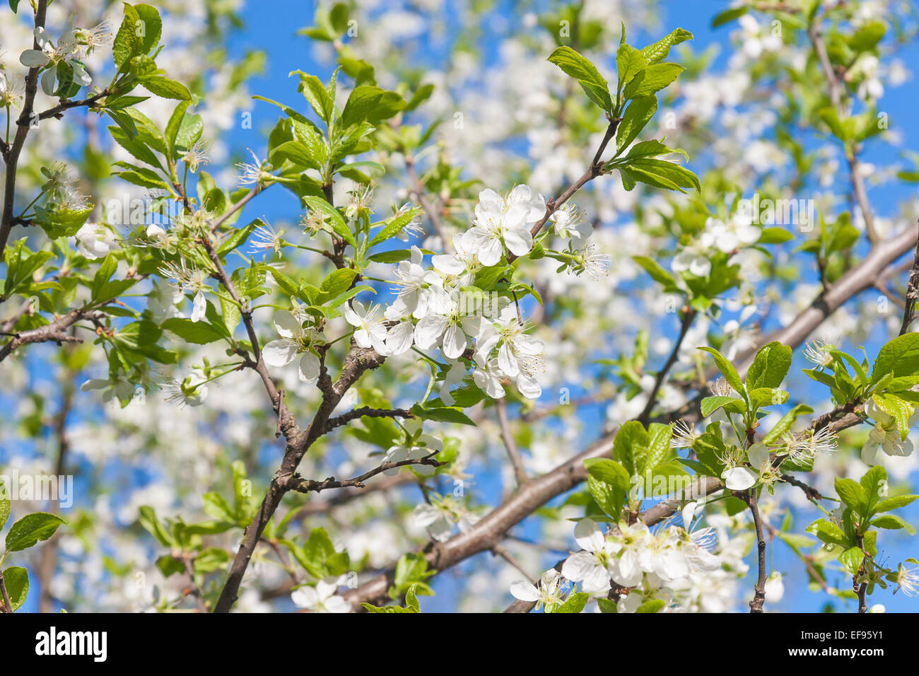 Flowering Plum Tree Stock Photo - Alamy