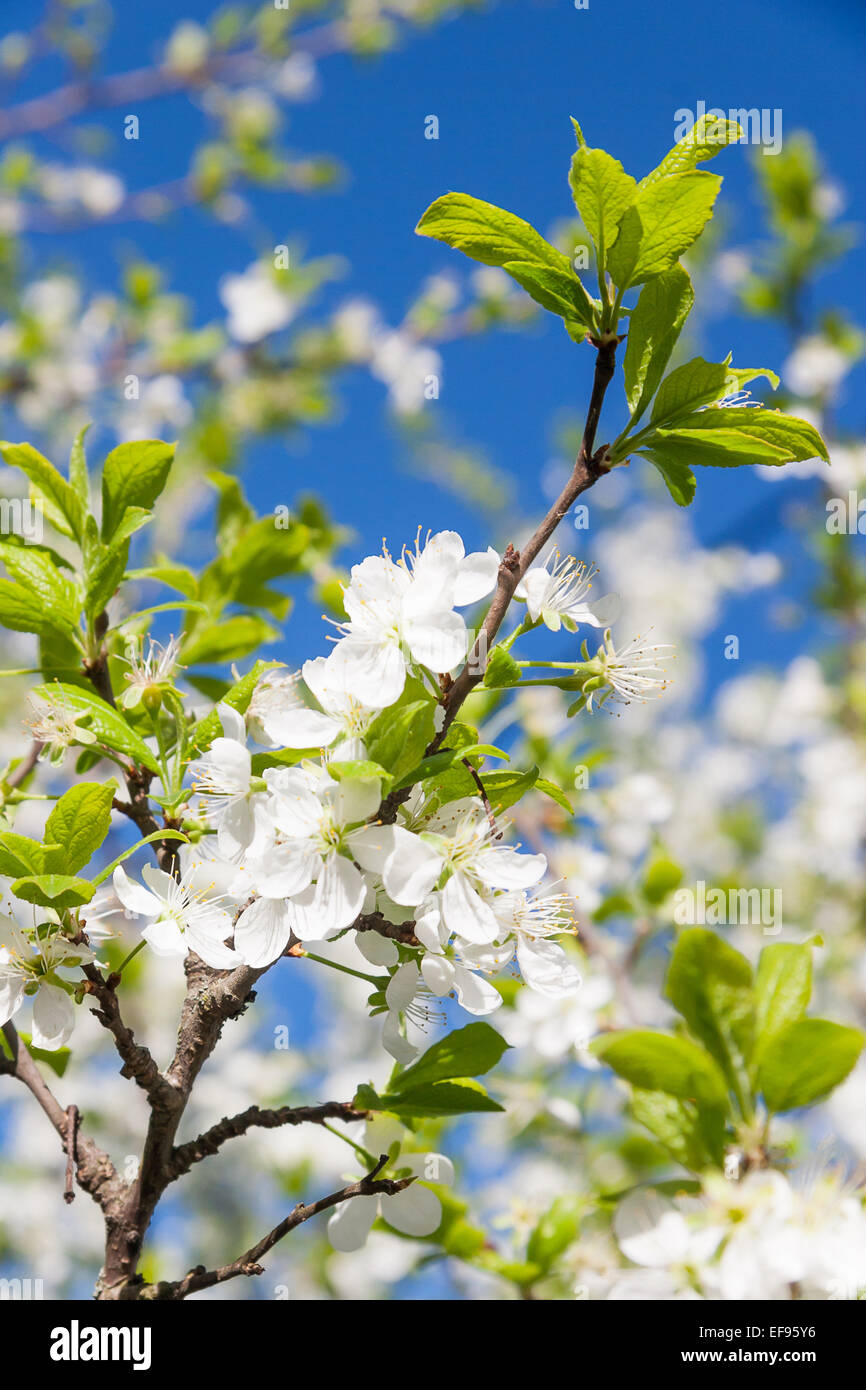 Flowering Plum Tree Stock Photo - Alamy