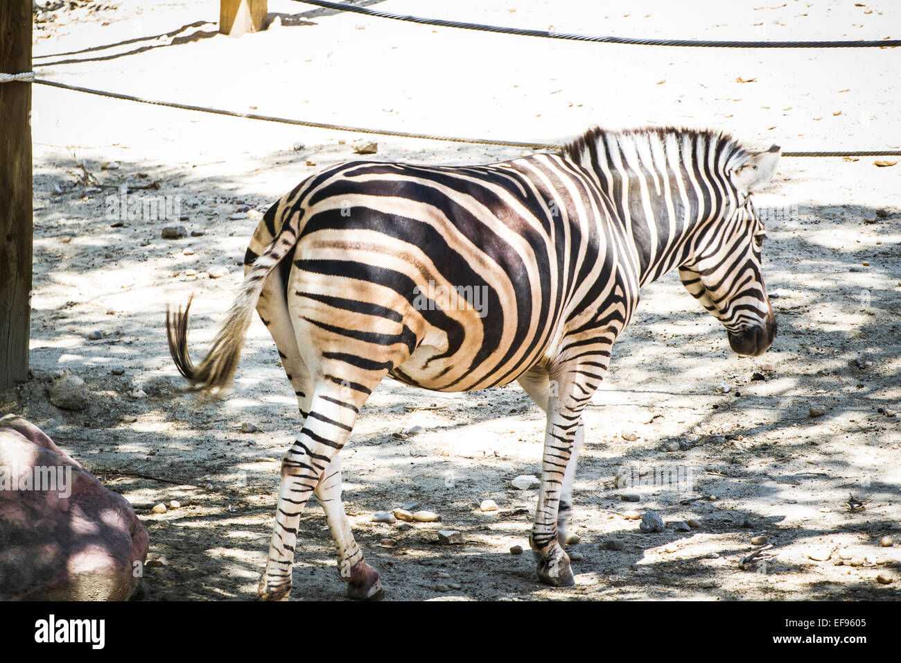Zebra in arusha national park tanzania hi-res stock photography and ...