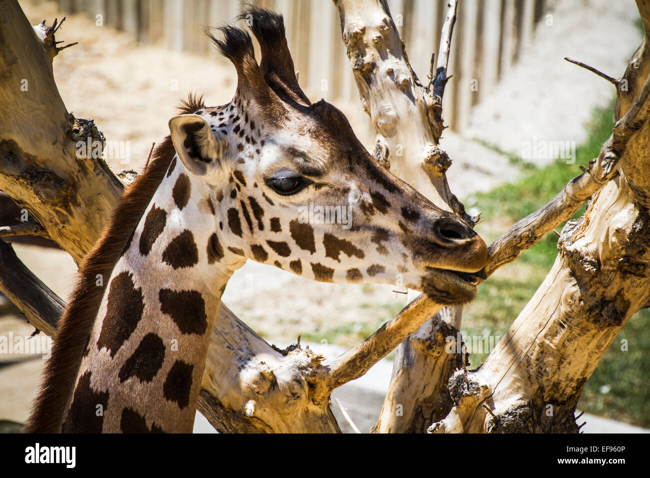 beautiful giraffe in a zoo park Stock Photo - Alamy