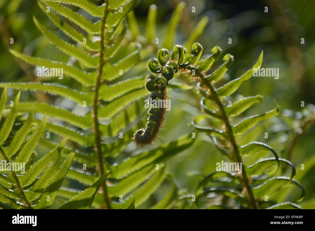 Lady fern hi-res stock photography and images - Alamy
