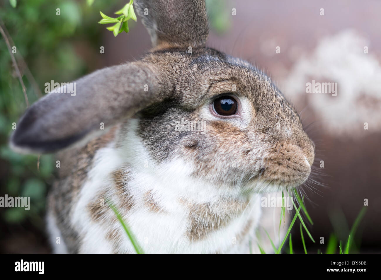 Brown and white rabbit looking right with grass hanging out of its ...