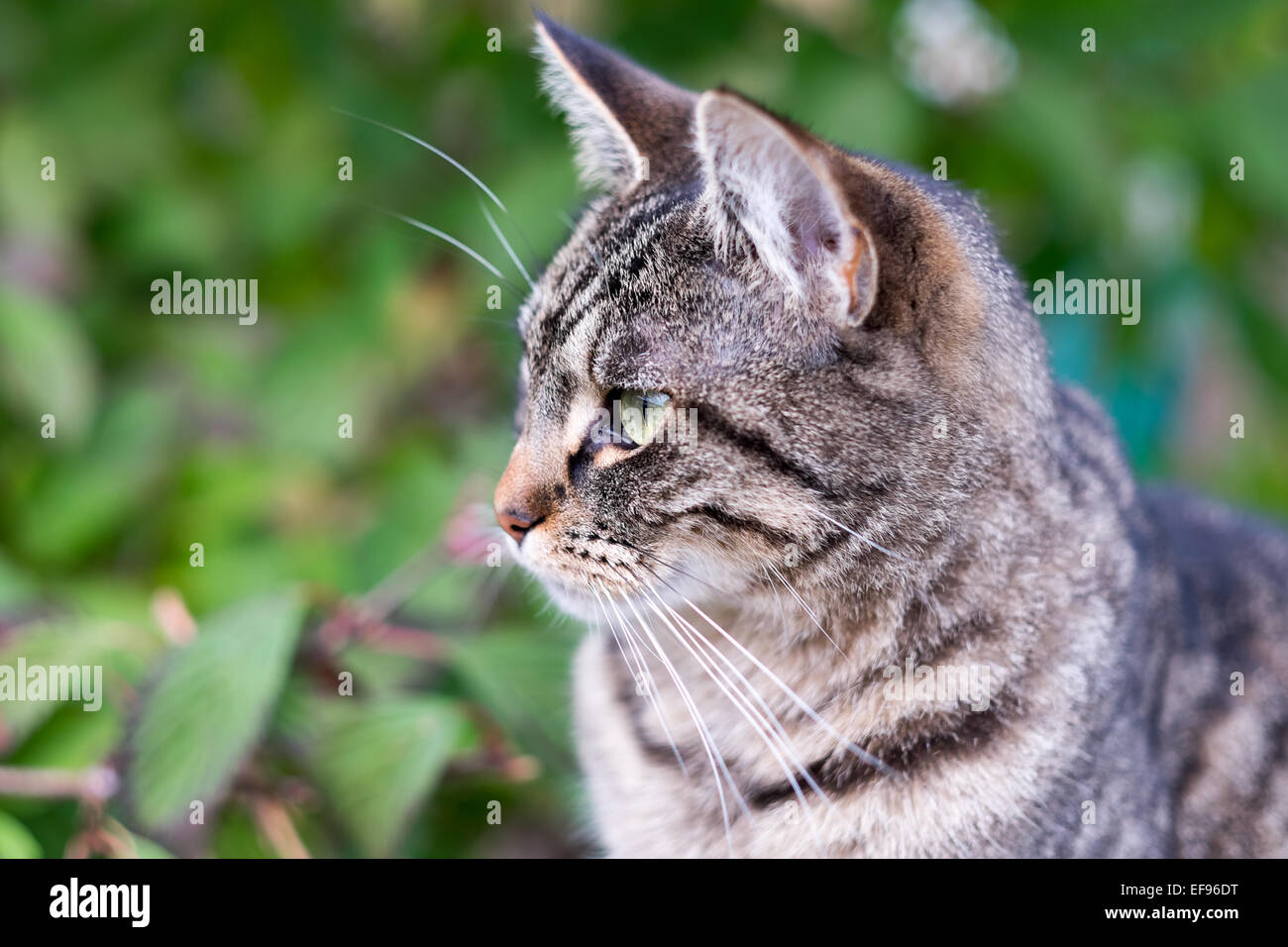 Tabby cat looking to the felt in front of a green leafy background ...