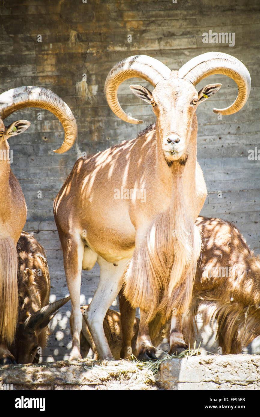 Hunt, beautiful group of Spanish ibex, typical Animal Stock Photo - Alamy