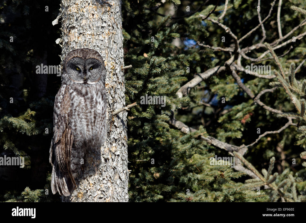 Great grey owl front facing hi-res stock photography and images - Alamy