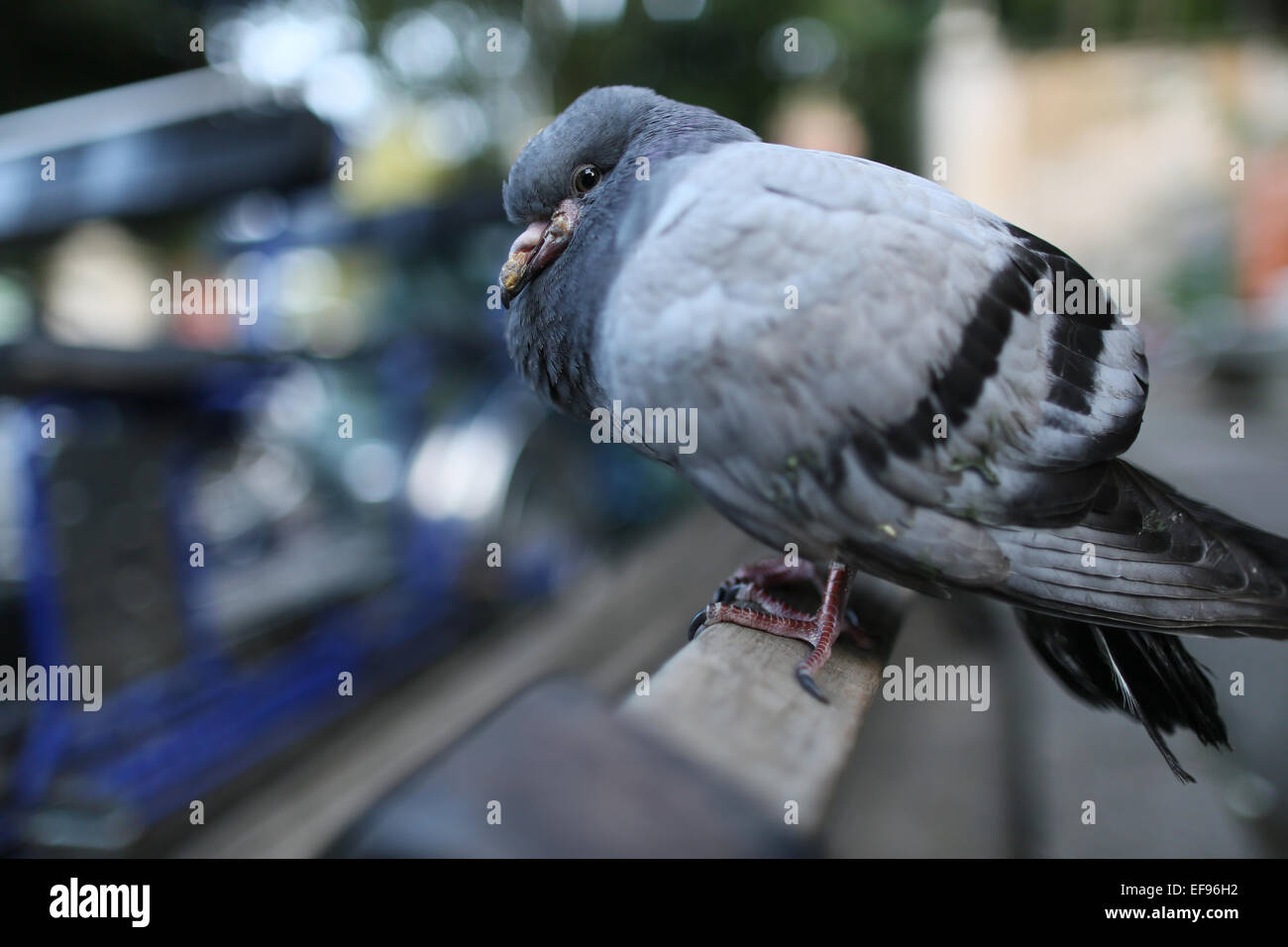 Sitting pigeon with blurred background Stock Photo - Alamy