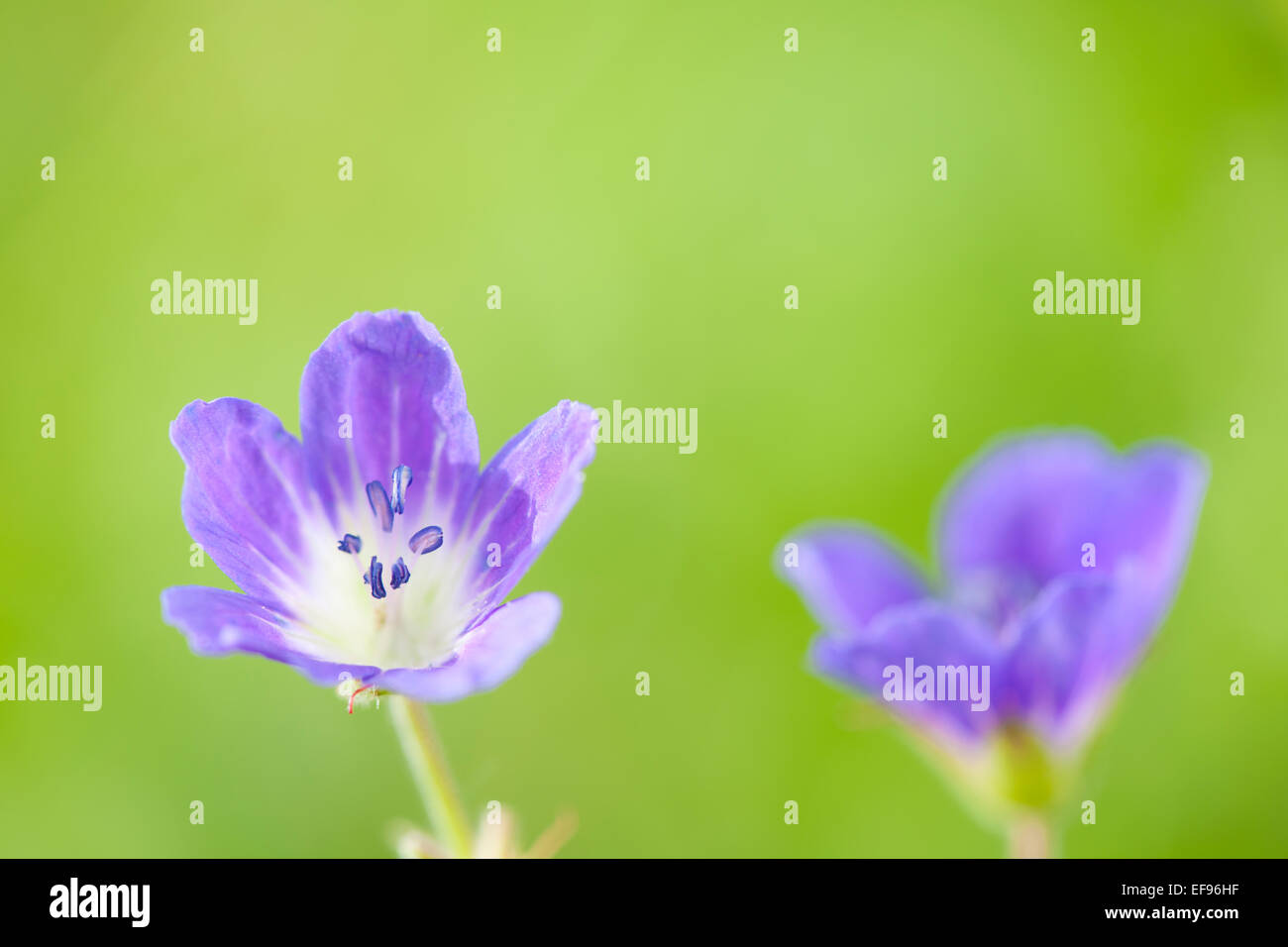 Wild geranium (Geranium maculatum) close up with shallow depth of field ...