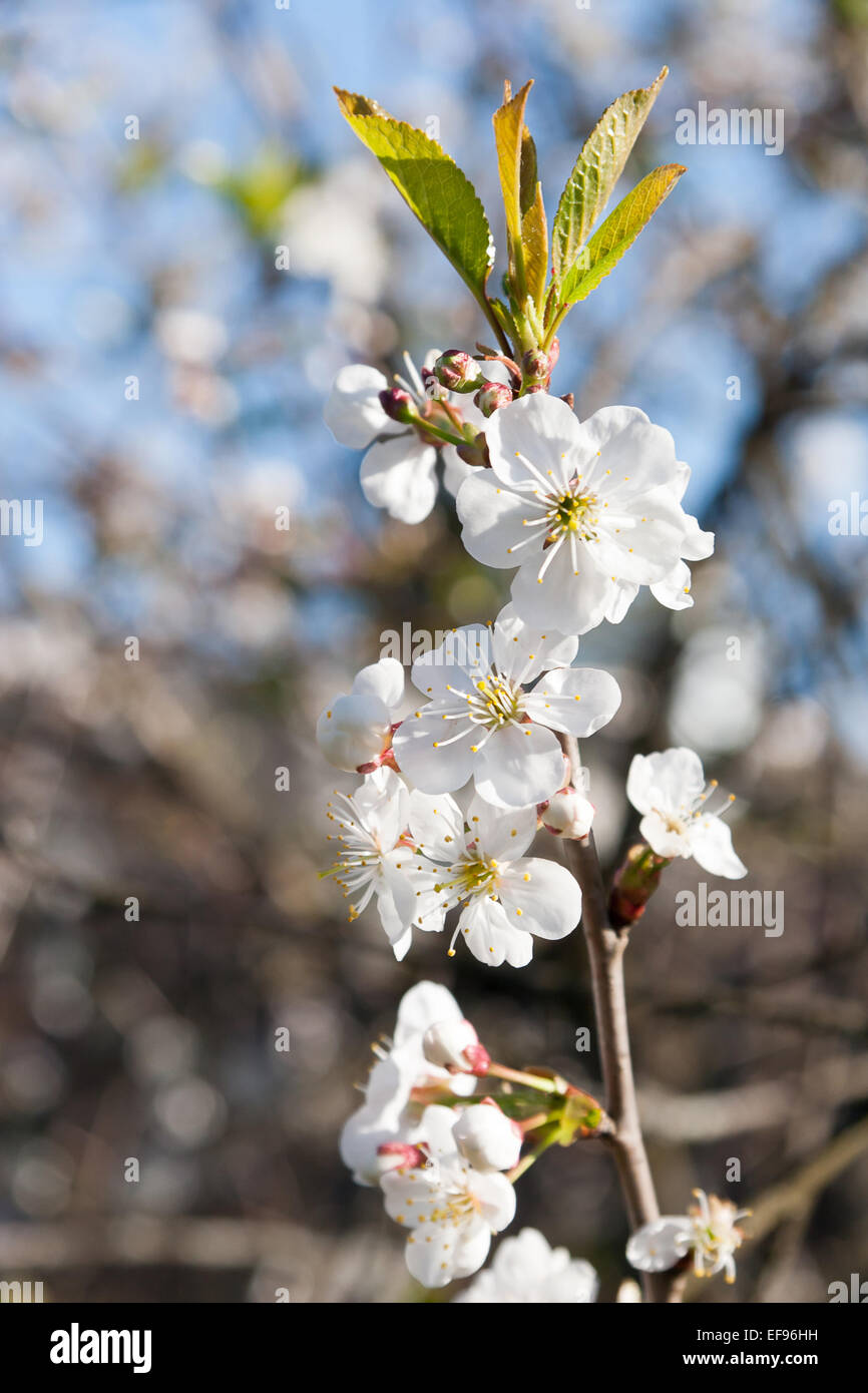 Flowering Cherry Tree Stock Photo - Alamy