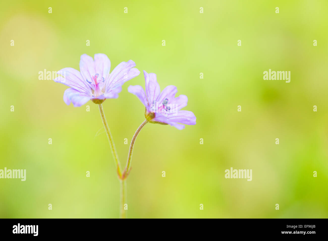 Geranium cluster hi-res stock photography and images - Alamy