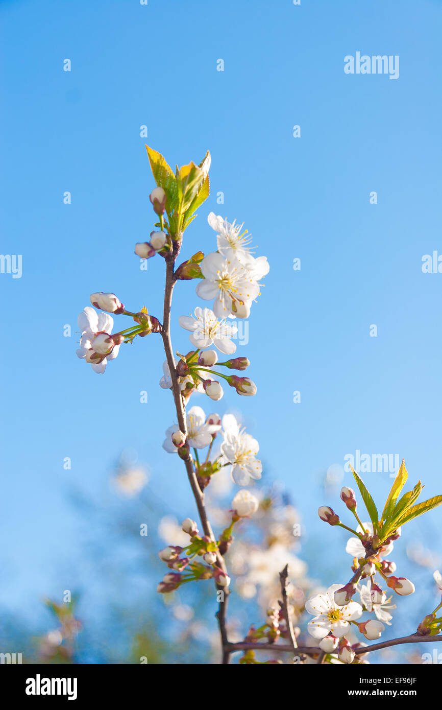 Flowering Cherry Tree Stock Photo - Alamy