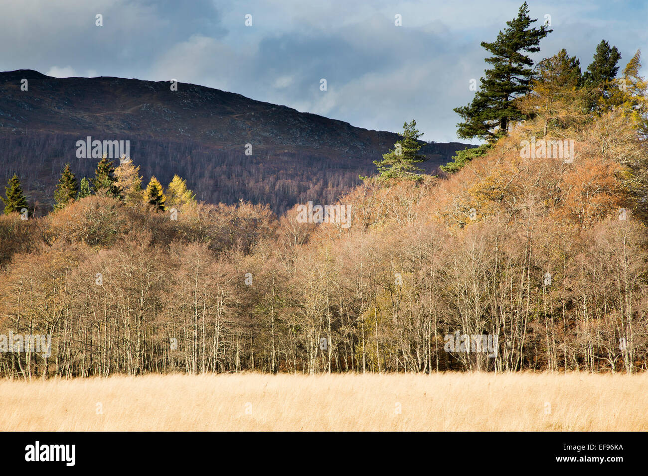 Grasses, Trees and Mountains near Aviemore, Highlands, Scotland Stock ...