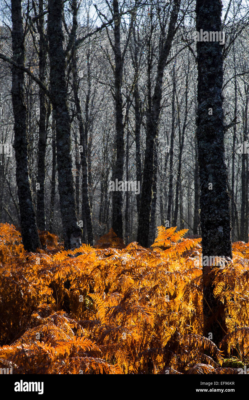 Golden bracken hi-res stock photography and images - Alamy
