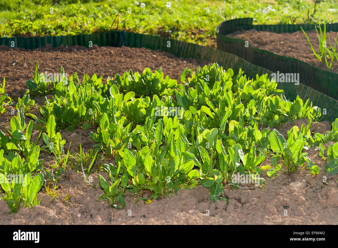 Rows of raised garden beds hi-res stock photography and images - Alamy