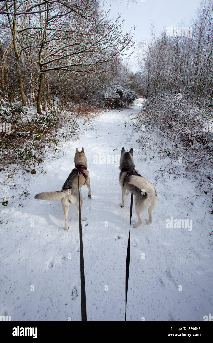 Two huskies hi-res stock photography and images - Alamy