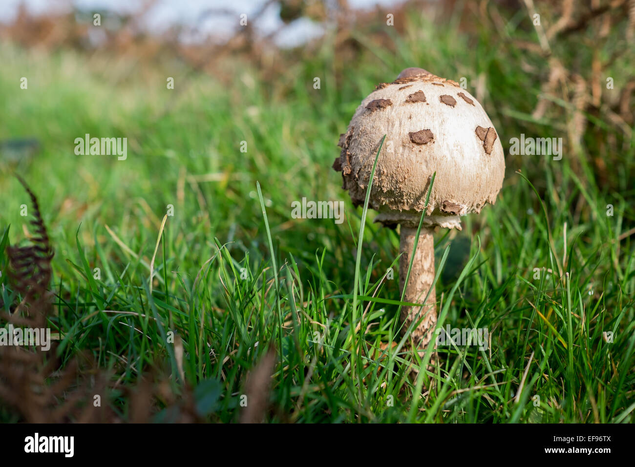 Young parasol toadstool growing in grass Stock Photo - Alamy