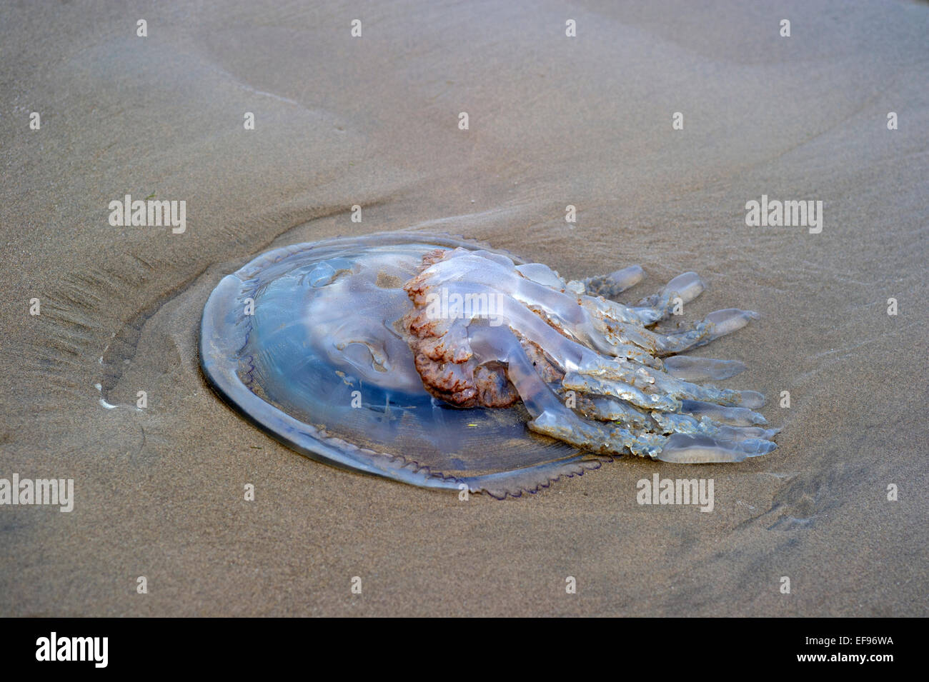 Stranded jellyfish. Rhizostoma octopus washed up on beach in North ...