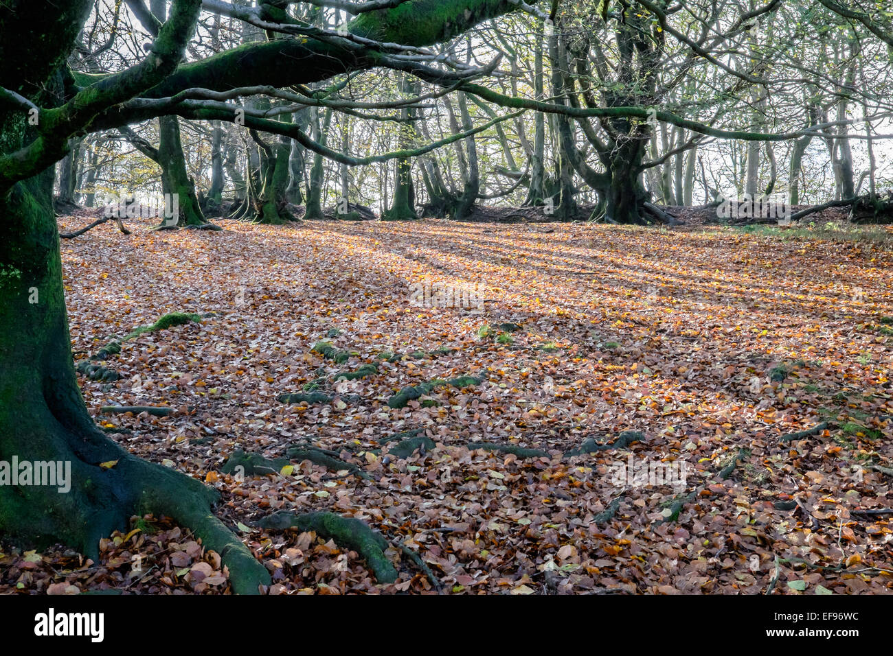 Ancient ground natural hi-res stock photography and images - Alamy
