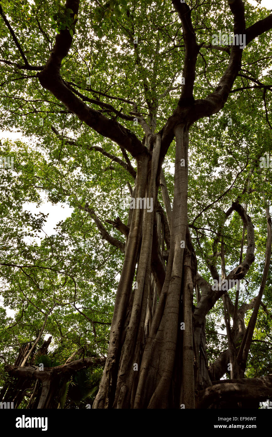THAILAND - A banyan tree at Wang Ban Poun Palace, also called Phra Ram ...