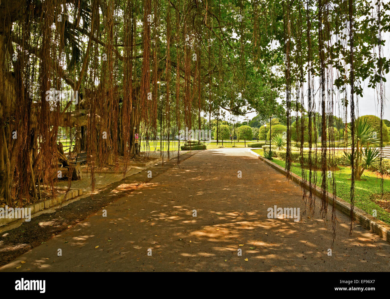 THAILAND - Banyan trees lining path around Wang Ban Poun Palace, also ...