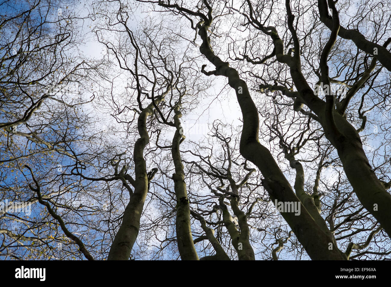 Looking up at the blue sky through tree branches in winter Stock Photo ...