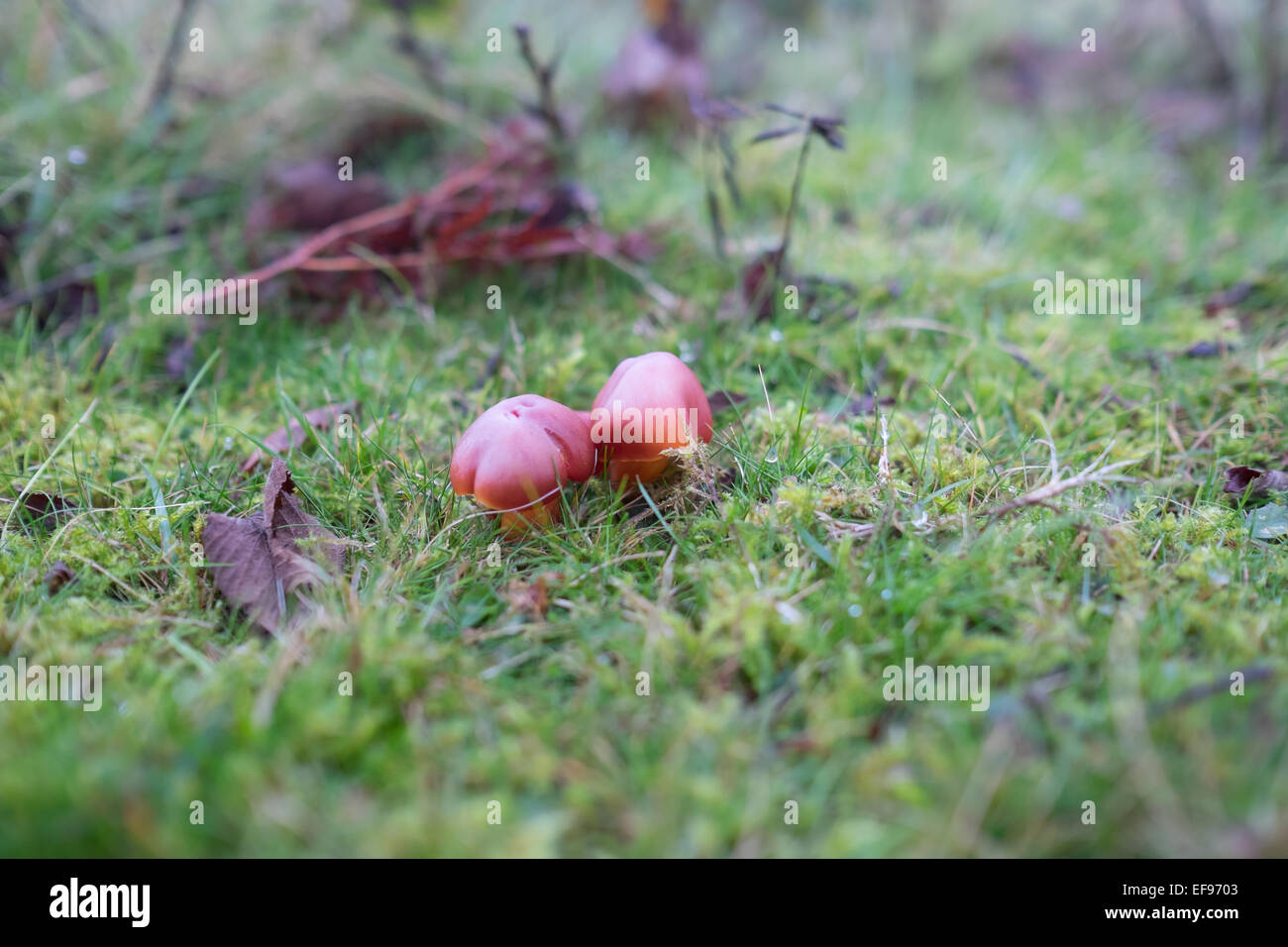 Toadstools in grass hi-res stock photography and images - Alamy
