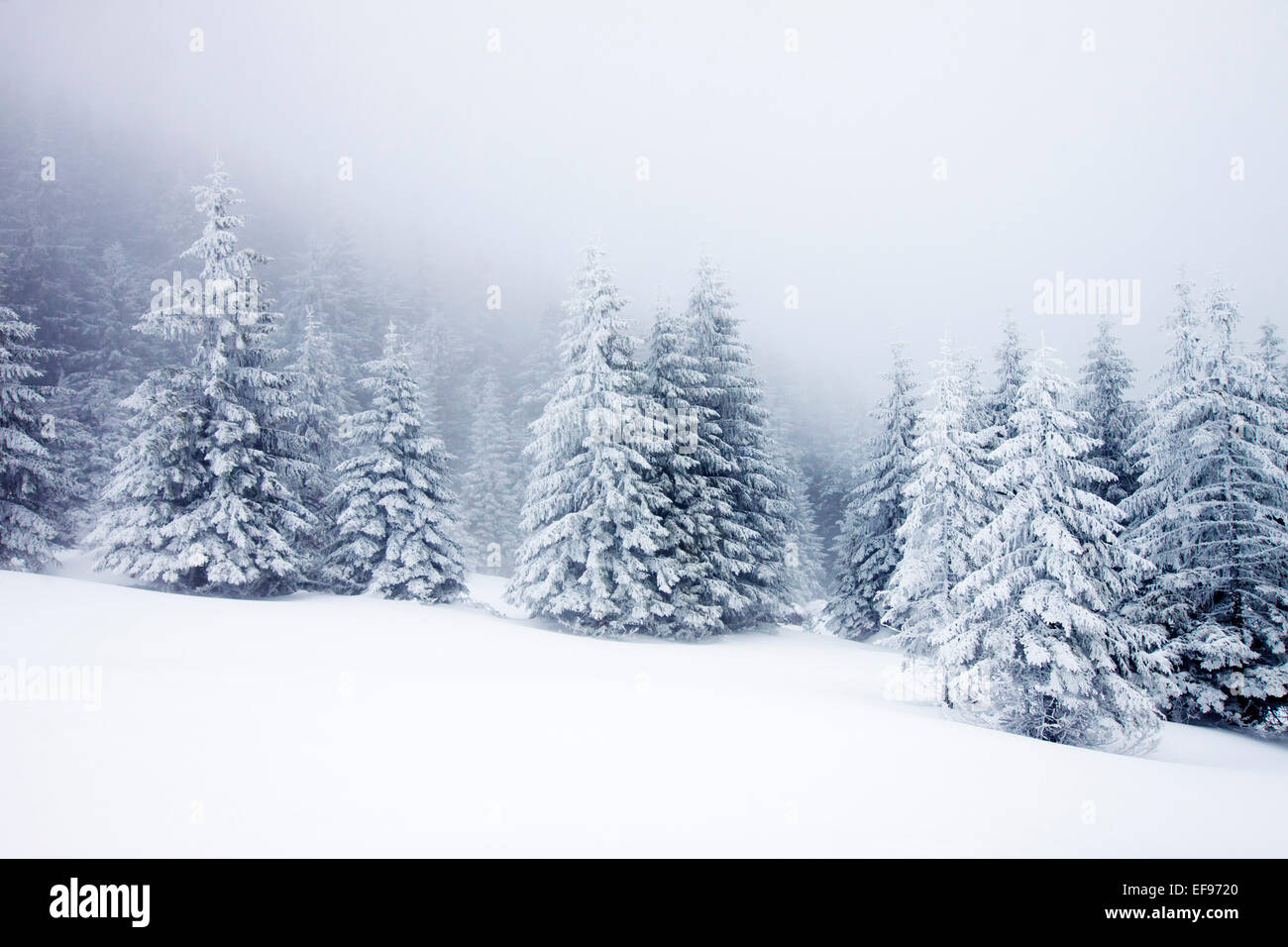 Winter landscape with snowy fir trees Stock Photo - Alamy
