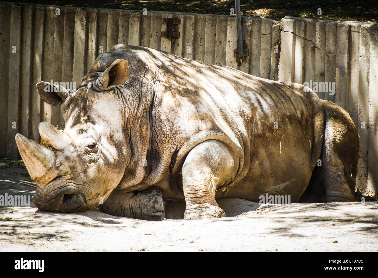 powerful rhino resting in the shade Stock Photo - Alamy