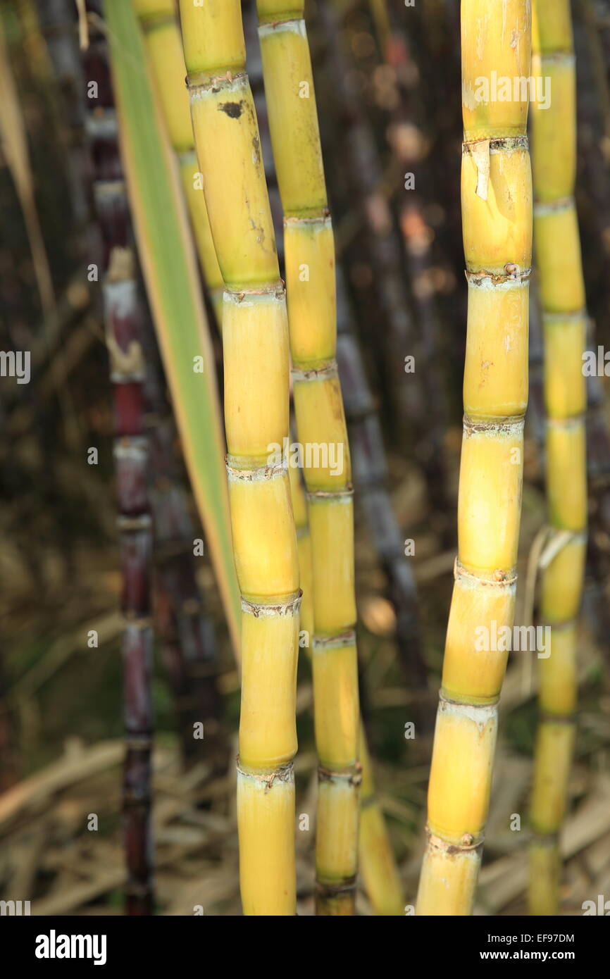 Sugar cane crop hi-res stock photography and images - Alamy