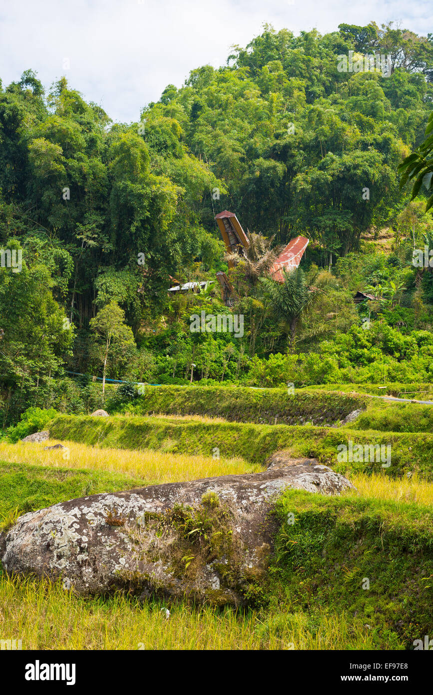 Toraja area hi-res stock photography and images - Alamy