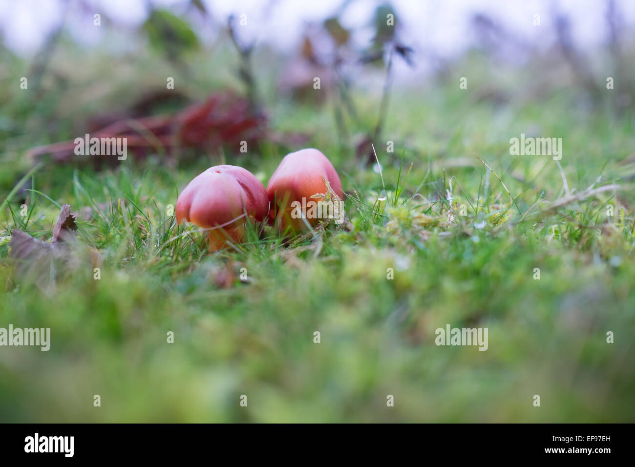 Red toadstools growing in grass Stock Photo - Alamy
